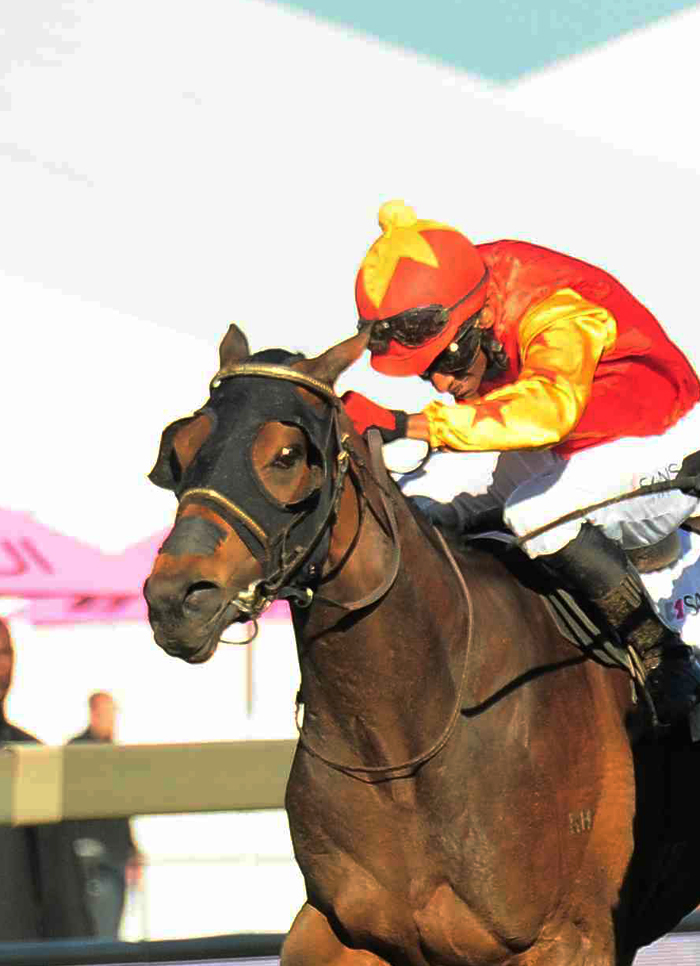 Killua Castle on track for 1900 | Gold Circle Horse Racing And Betting