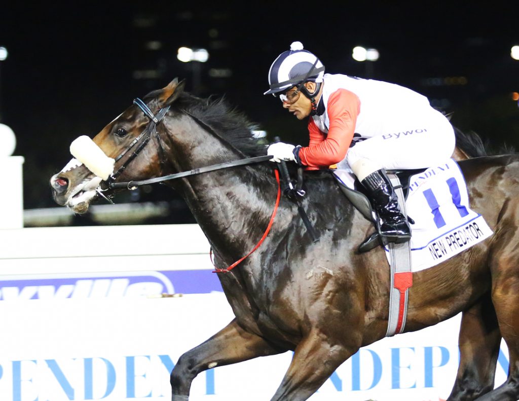 New Predator purring | Gold Circle Horse Racing And Betting