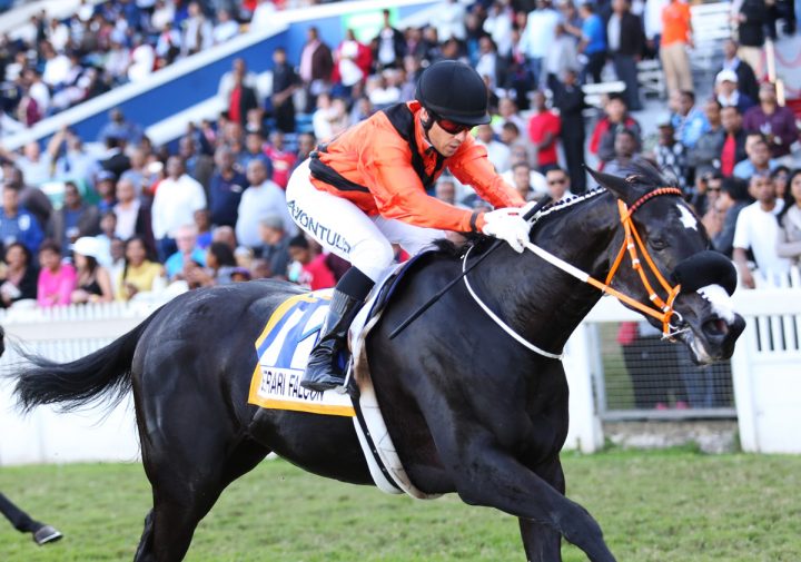 Falcon in a good space | Gold Circle Horse Racing And Betting